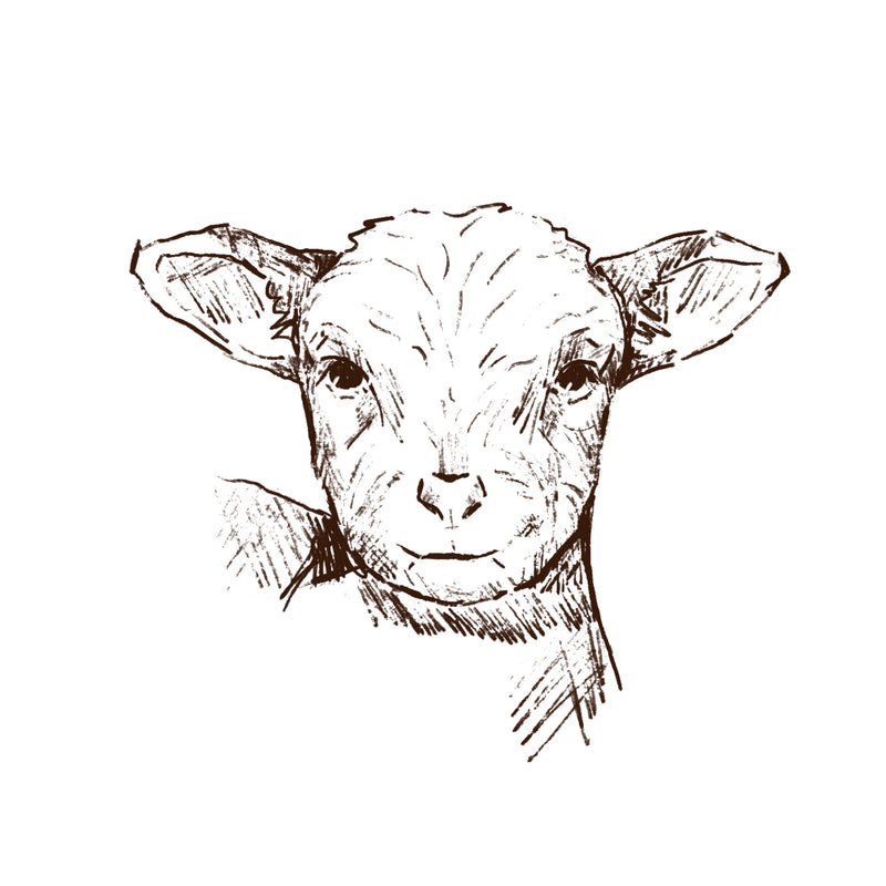 Premium Online Meat Delivery Service | Butcher's Hook